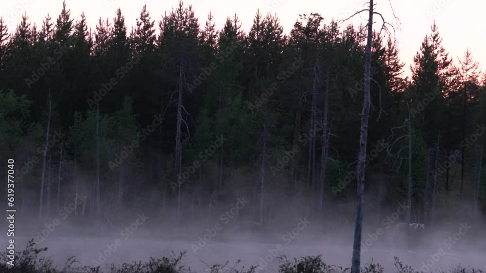 Night in taiga, Bear with lake fog, sunset. Autumn trees with bear ...