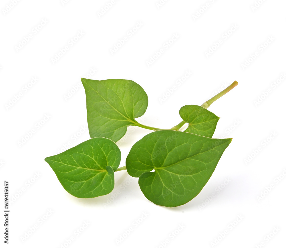 Plu Kaow leaf (Houttuynia cordata Thunb.) on white background Stock ...