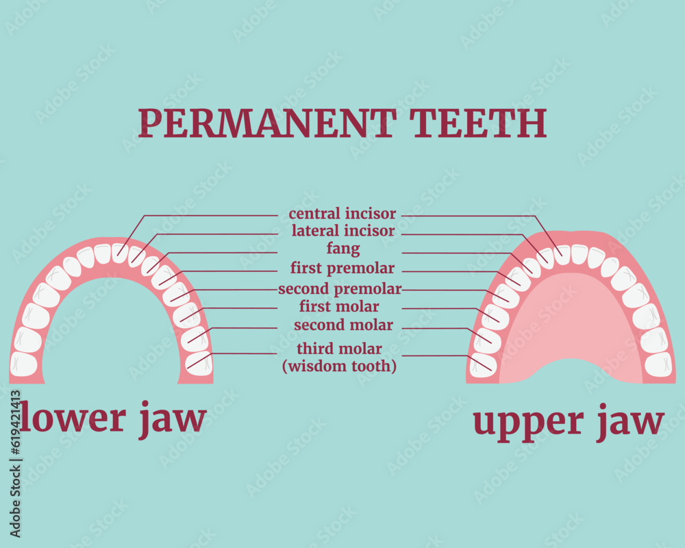 Permanent teeth and their varieties. Medical poster with description ...