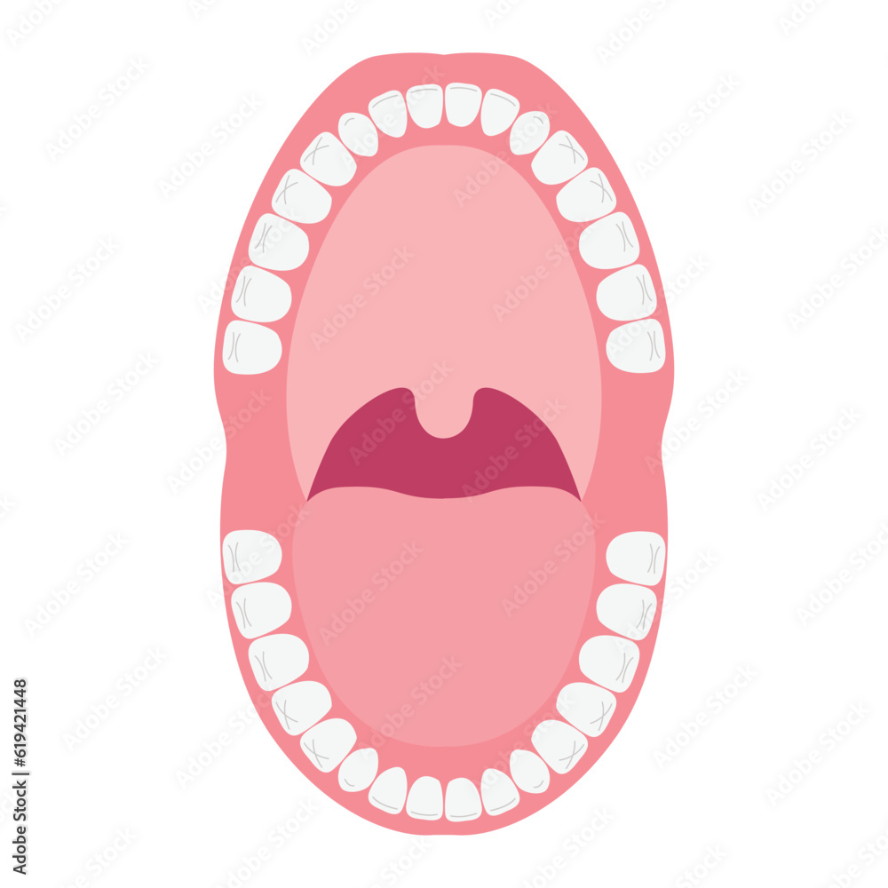 Open mouth with teeth. Anatomy of the oral cavity. Vector flat ...