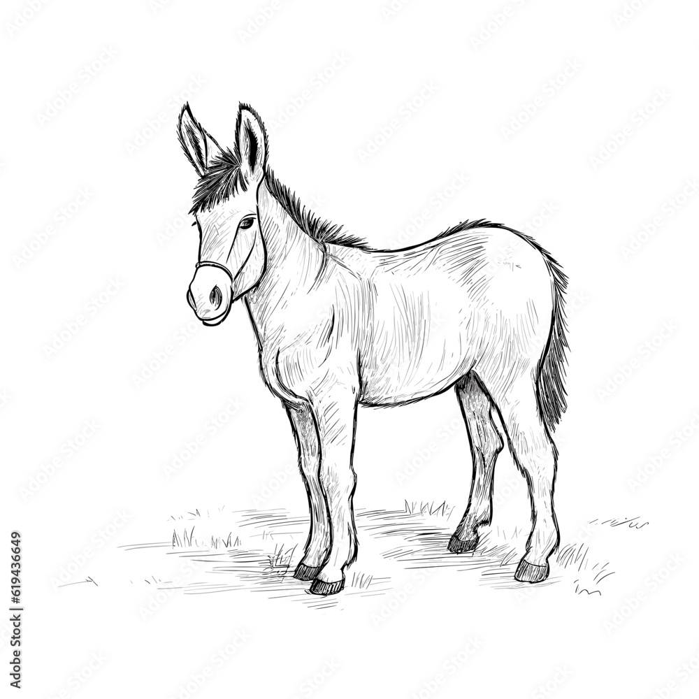 Donkey hand-drawn illustration. Donkey. Vector doodle style cartoon ...