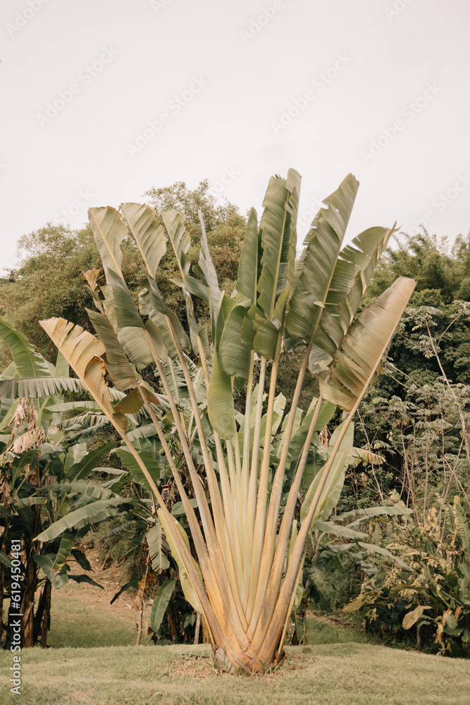 Traveler's tree, Ravenala madagascariensis. Ravenala palm to decorate ...