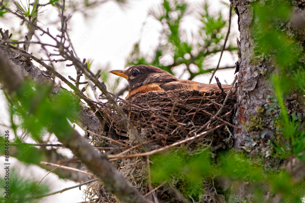 American Robin Photo and Image. Robin bird nesting on a tamarack tree ...