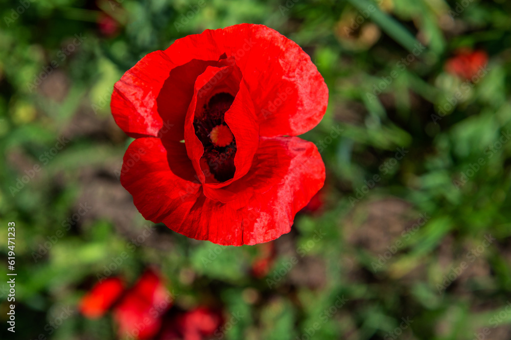 Inflorescences, flower buds and poppy heads with seeds of a plant with ...