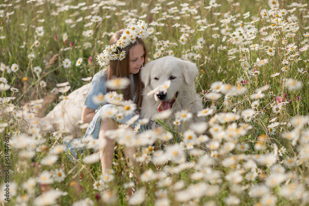 Girl dog meadow chamomile. Child girl embraces her furry friend Maremma ...