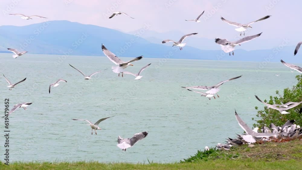 Flock of flying gulls eats carrion or food waste. Many flocks of ...