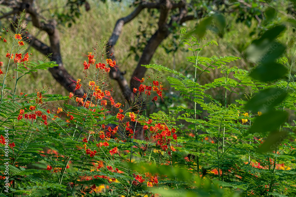 Beautiful flower of Peacock Flower, Caesalpinia pulcherrima is a ...