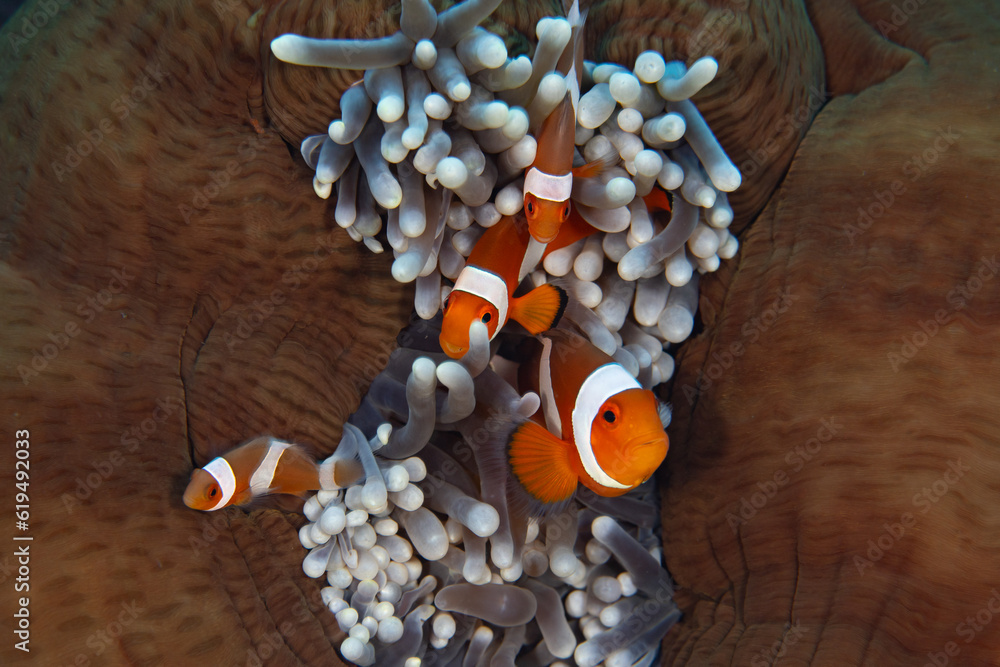 False clownfish, Amphiprion ocellaris, swim among the tentacles of ...