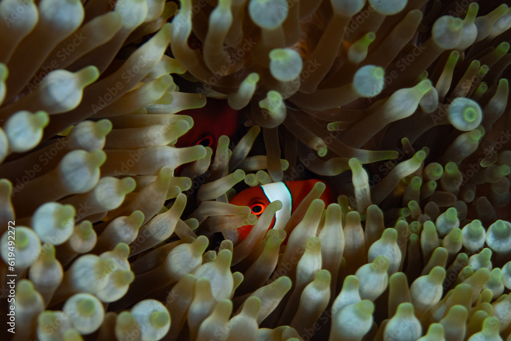 Spinecheek anemonefish, Premnas biaculeatus, swim among the tentacles ...