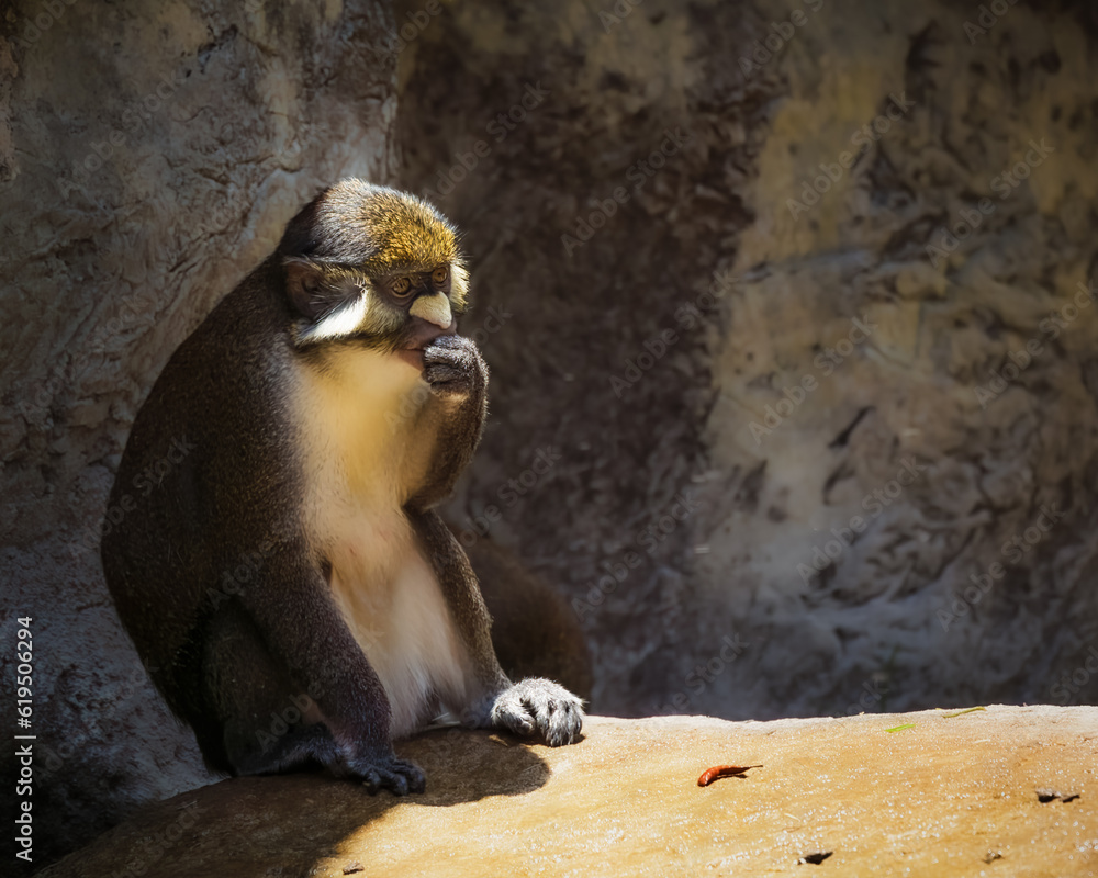 Foto de Red-tailed Monkey is also known as the black-cheeked white ...