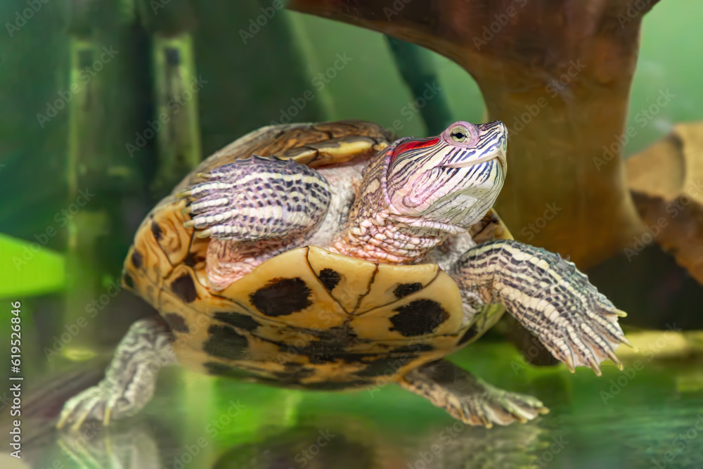 Domestic red eared turtle, Trachemys scripta in aquarium. Pond slider ...