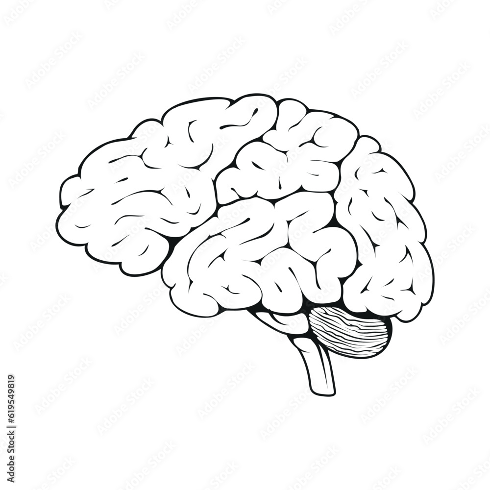Brain. Vector illustration of a sketch the human internal organ ...