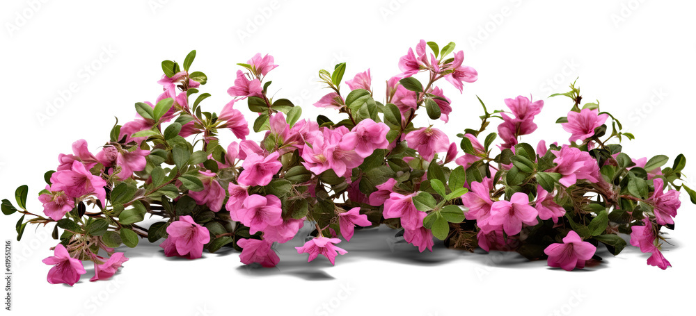Photo & Art Print bush of flowers on transparent background, png, Аrtranq