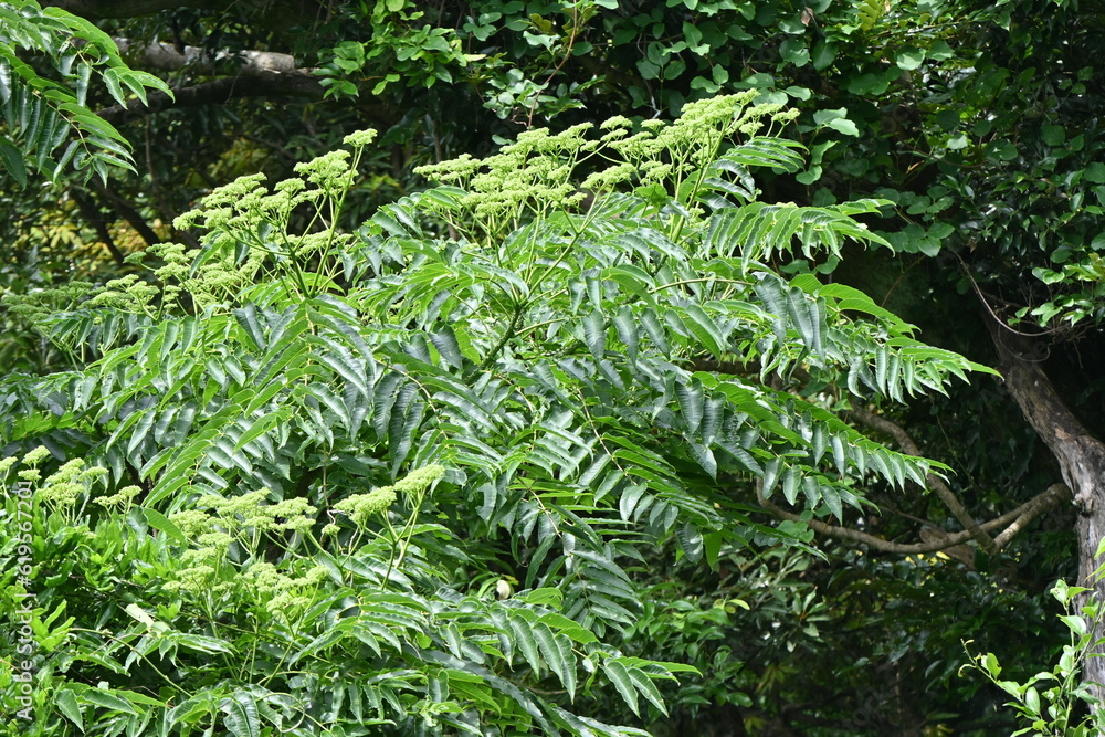 Japanese prickly ash ( Zanthoxylum ailanthoides ) tree. Rutaceae ...