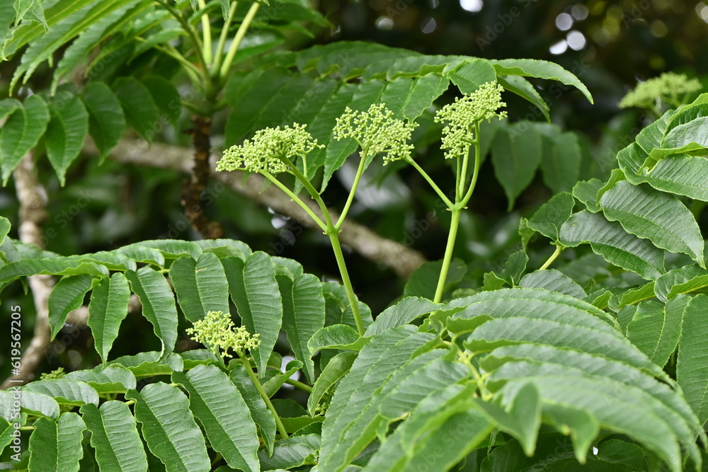Japanese prickly ash ( Zanthoxylum ailanthoides ) tree. Rutaceae ...