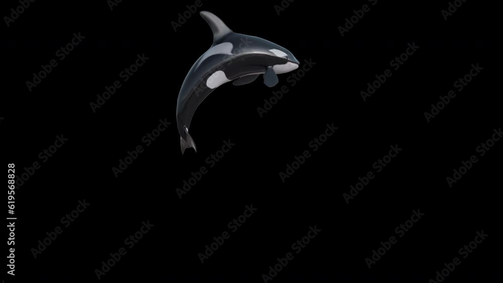 Killer Whale Orcas Jump Pack includes 4 jumps , shot at different ...