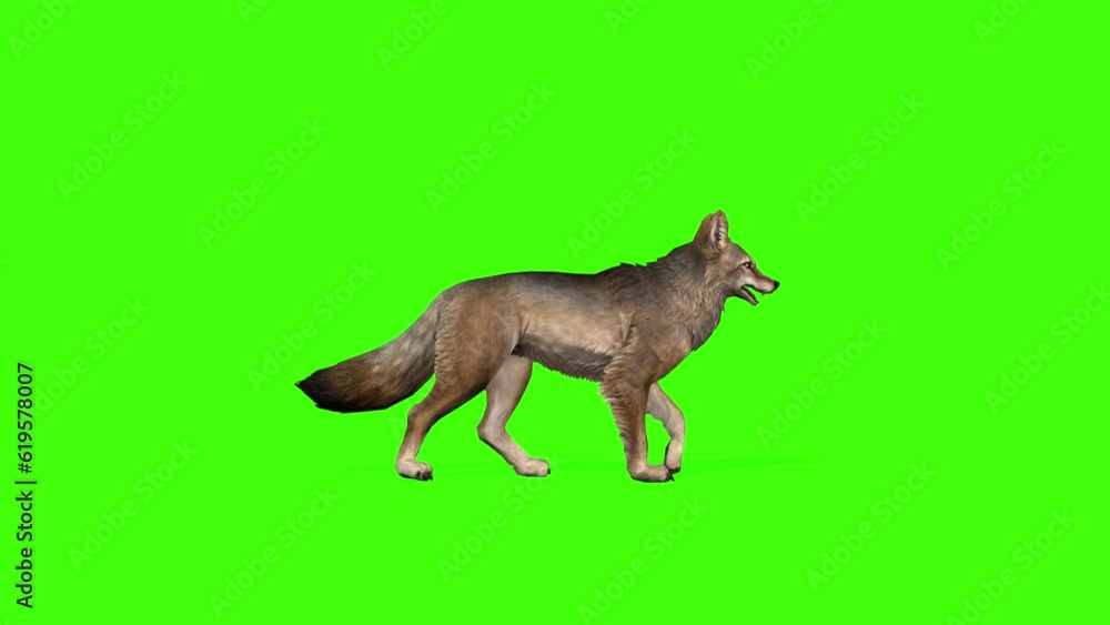 3D walking coyote dog Walk Cycle Side animation on the chroma key, dog ...