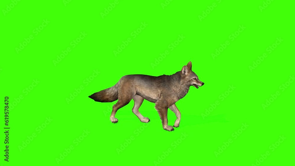 3D walking coyote dog Walk Cycle Side animation on the chroma key, dog ...