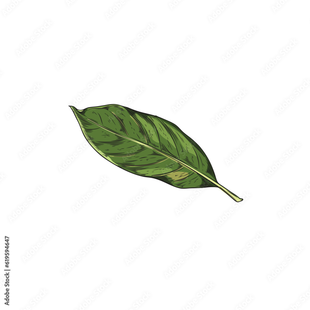 One green tea leave, hand drawn single bay leaf, colorfull vector ...