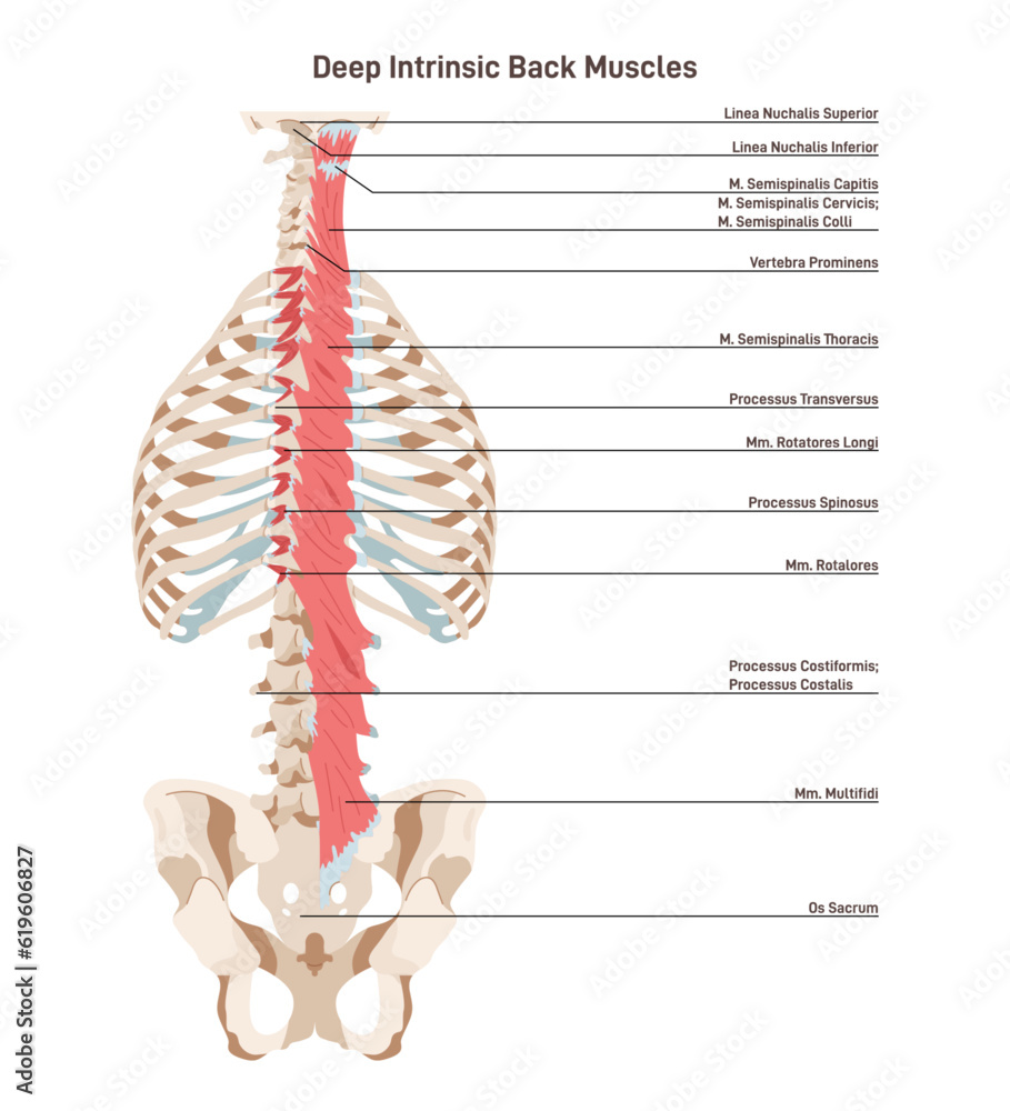 Deep intrinsic back muscles, transversospinalis. Backbone muscular ...