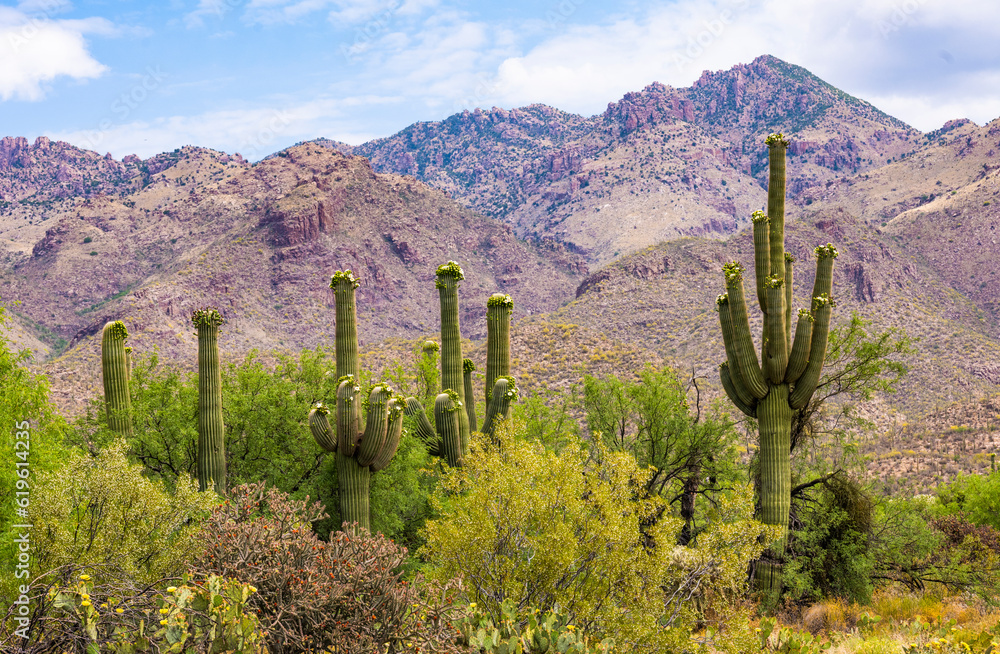 USA, Arizona, Tucson, Cacti and bushes growing in desert landscape ...