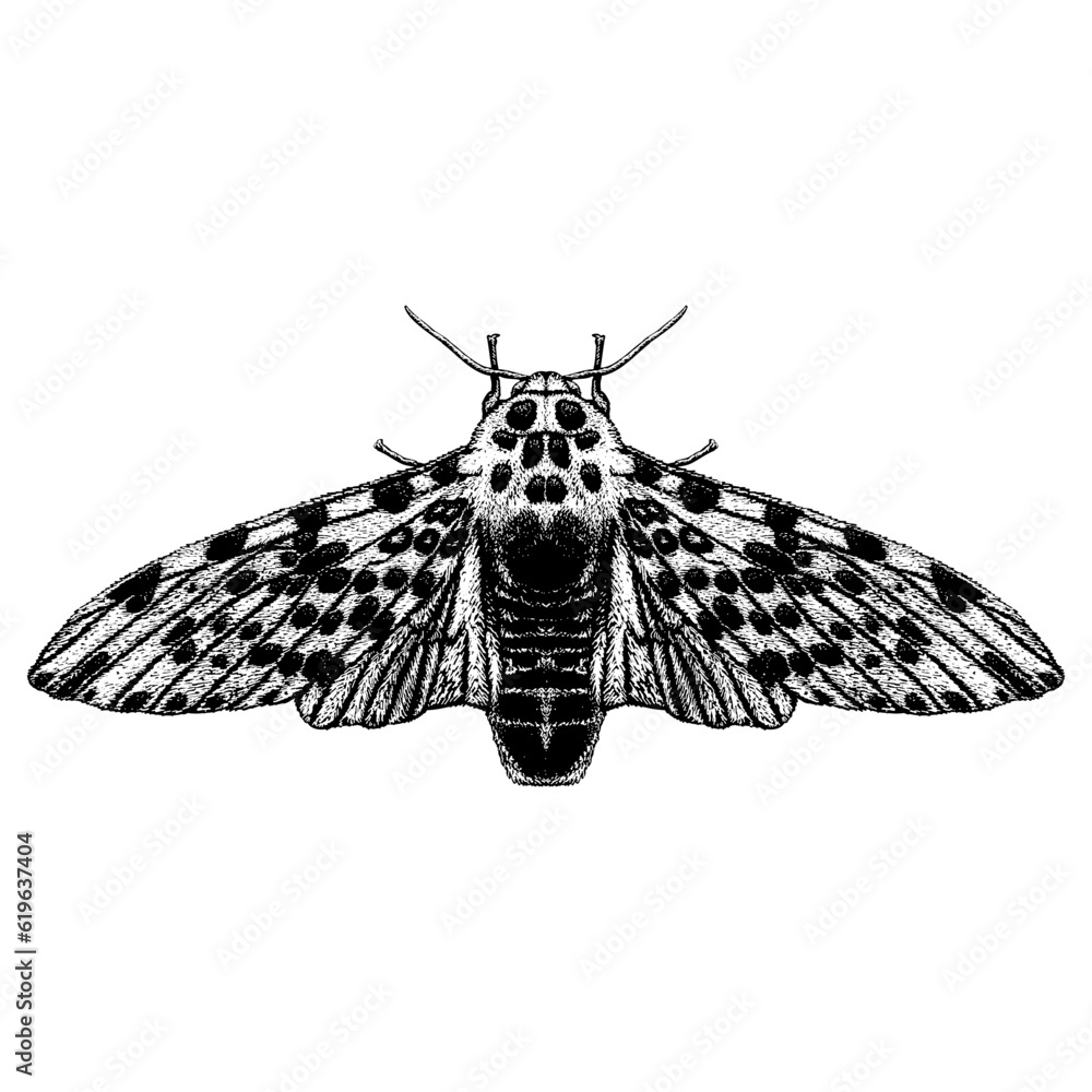 Giant Leopard Moth hand drawing vector isolated on background. Stock ...