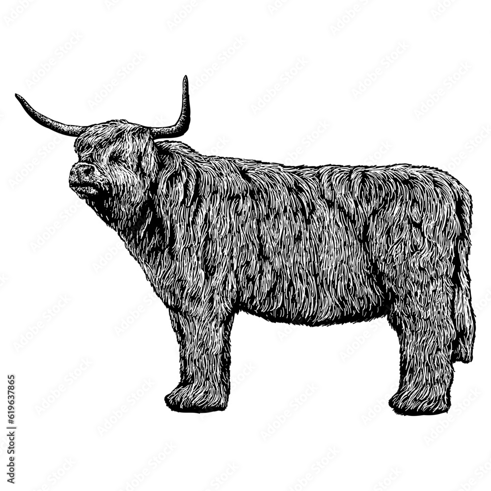 Highland Cattle hand drawing vector isolated onbackground. Stock Vector ...