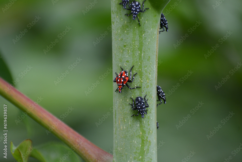 Spotted Lanternfly nymphs, red, black, and white on green Tree of ...