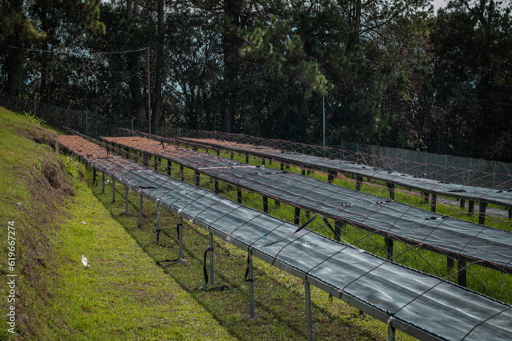 Drying coffee seeds on a plantation under the hot sun and high altitude ...