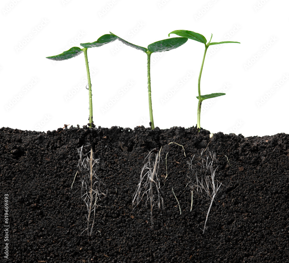 Growing plant with underground root visible in soil on white background ...