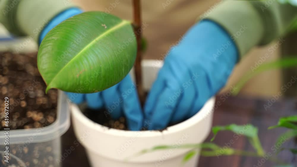 Gardener woman transplants fikus home garden plants into new pots for ...