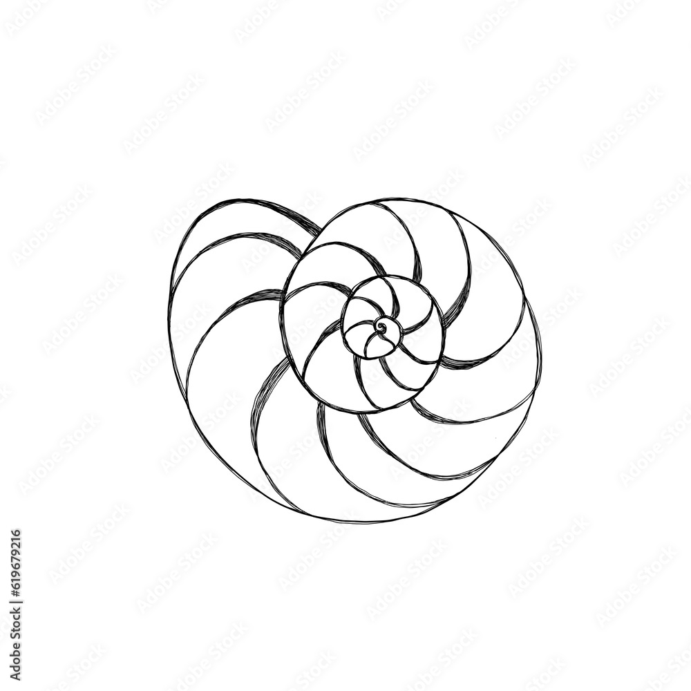 Line art illustration of a seashell. Shell tattoo idea. Hand drawn ...