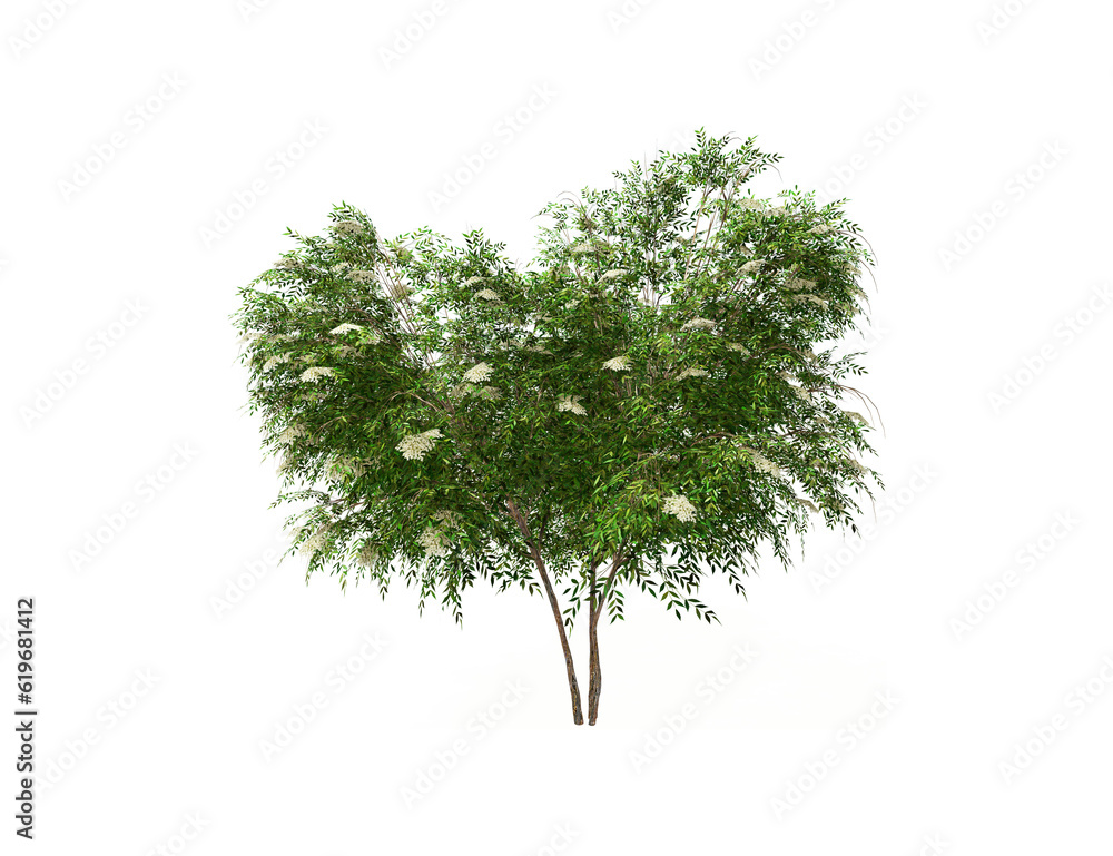 flower tree png image _ plant image _ flower tree in isolated white ...