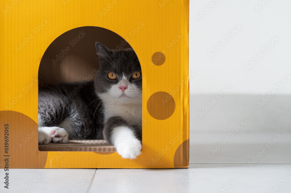 British shorthair cat inside a cardboard box cat litter Stock Photo ...