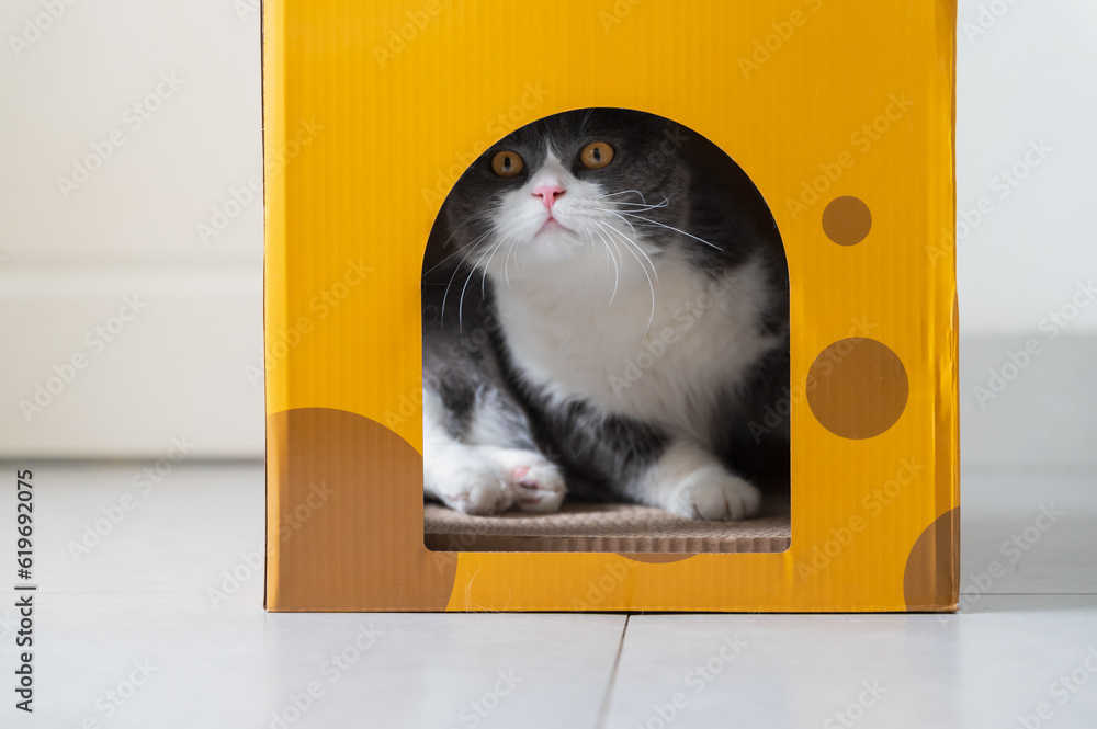 British shorthair cat inside a cardboard box cat litter Stock Photo ...
