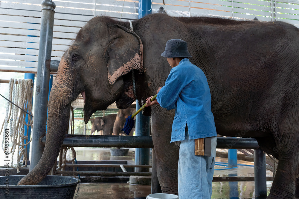 Veterinarian man hands using a long stick with the tip of the medicine ...