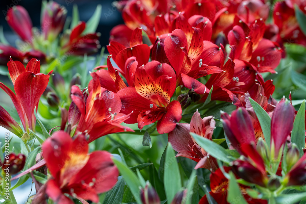 Alstroemeria, commonly called the Peruvian lily or lily of the Incas ...