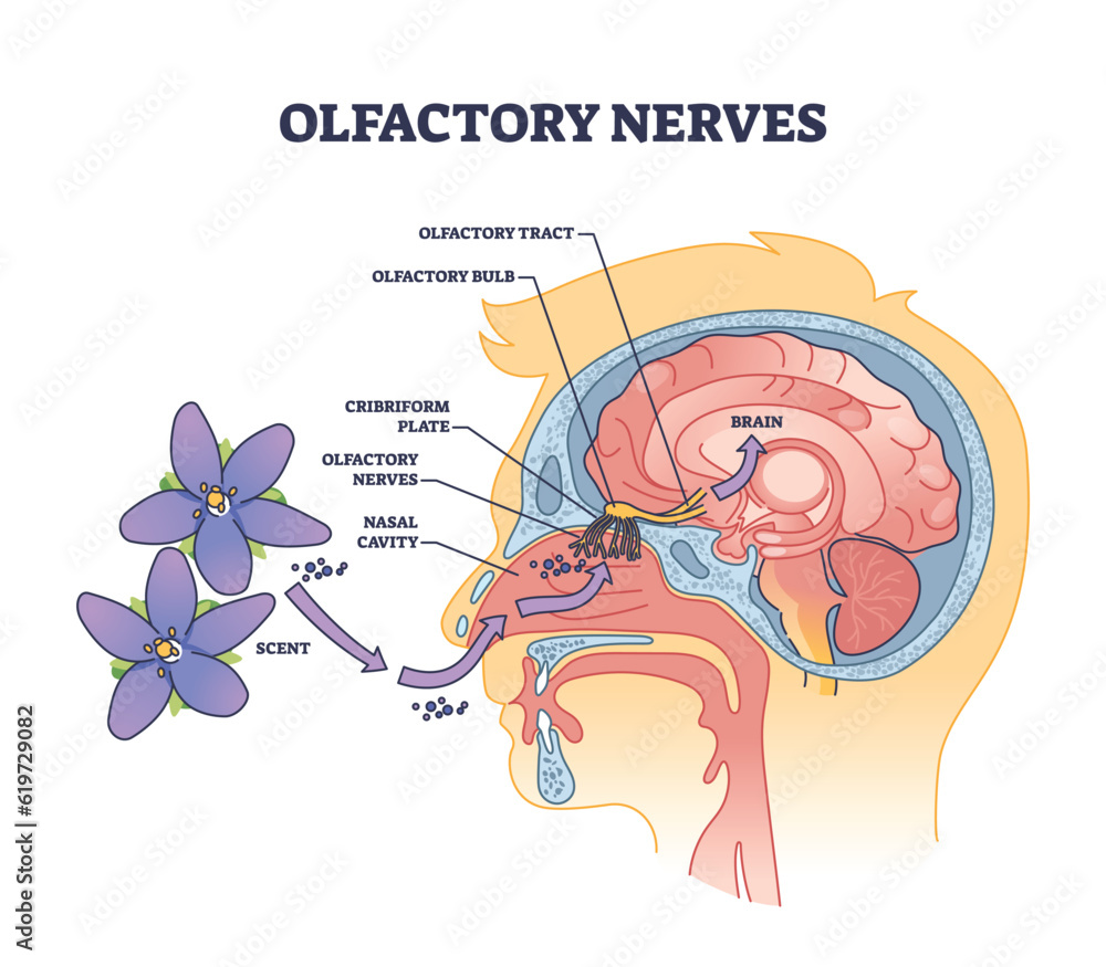 Plakat Olfactory nerves with sensory facial nose organs anatomy outline diagram – Obraz na ...