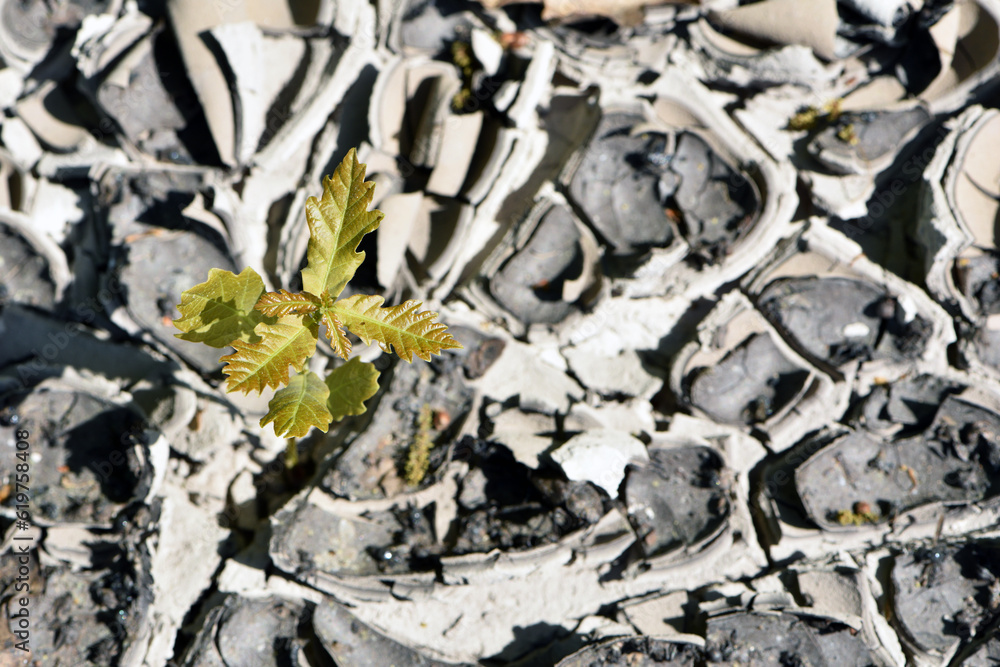 young tree, sprout sprouts on cracked soil. The effect of global ...