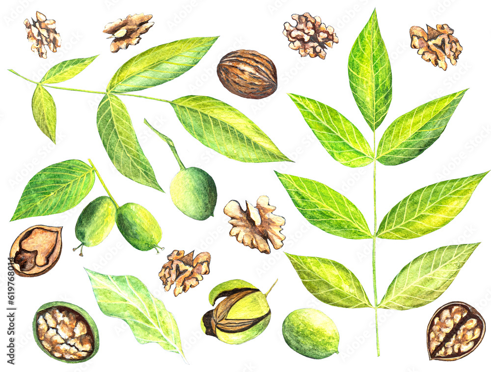 Pattern of trees leaves and nuts / There are leaves from nut plants and ...