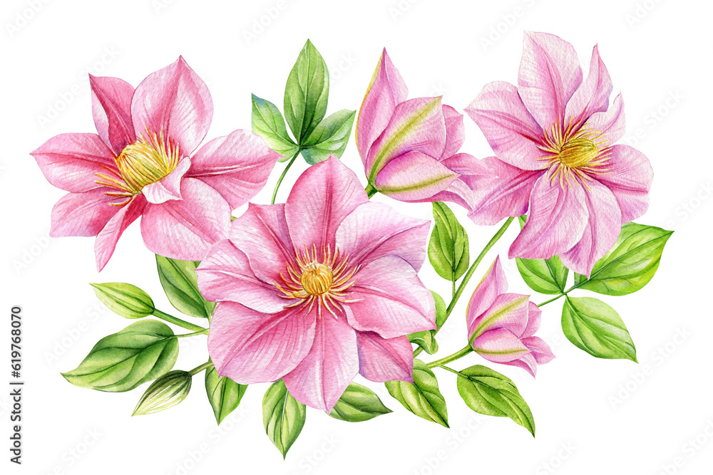 Clematis pink flower isolated white background. bouquet watercolor ...