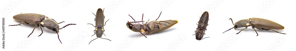 Deilelater atlanticus - a small uncommon rare glowing bioluminescent ...