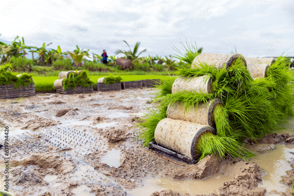 Innovative Rice Planting Machines and Technology for Farmers in ...