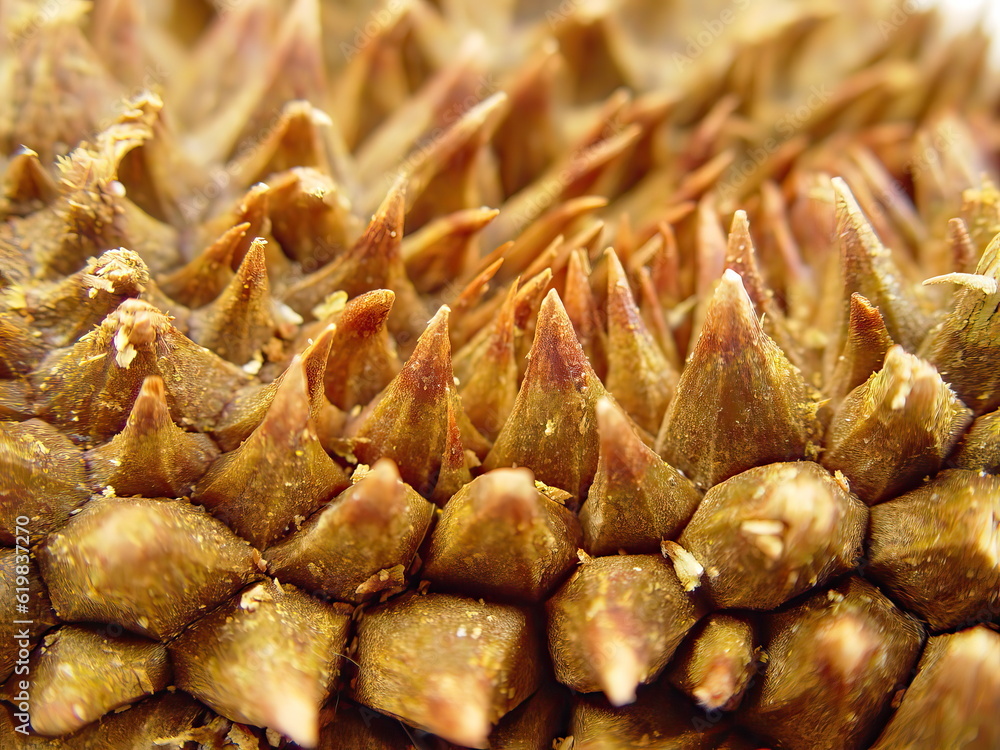 Jackfruit, texture on white background Stock Photo | Adobe Stock