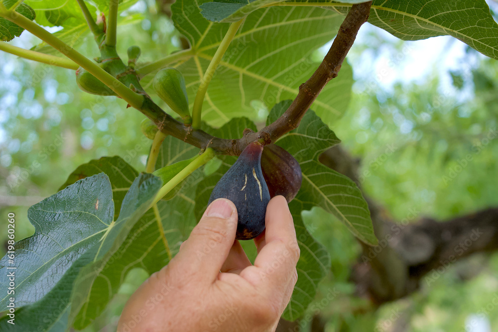 Male hand picking from the tree the first figs of summer Stock Photo ...