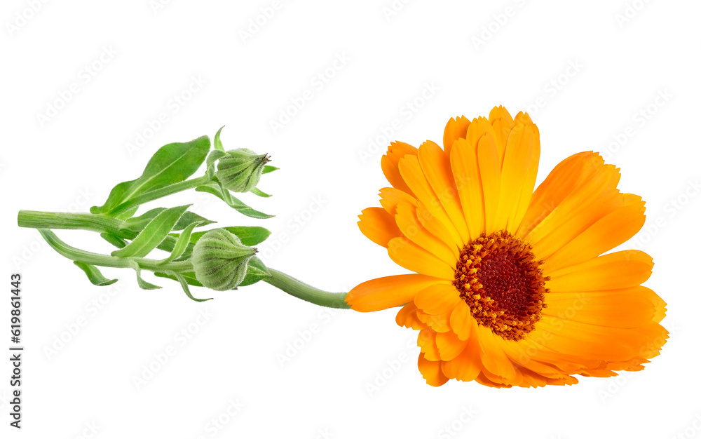 Calendula officinalis flower isolated on white or transparent ...