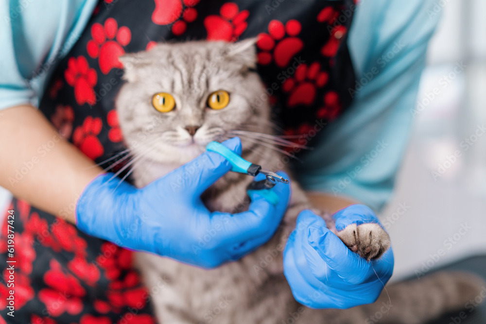 a groomer trims a cat's claws with a special tool a hygiene procedure ...