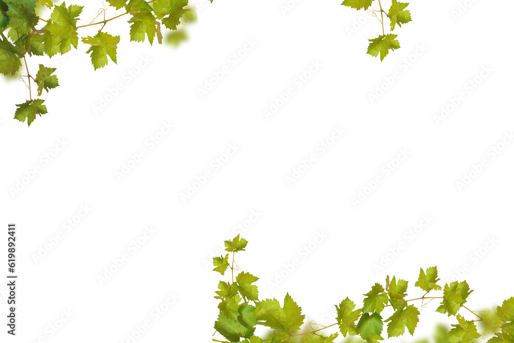 Grape leaves vine branch on transparent background, green leaves vine ...