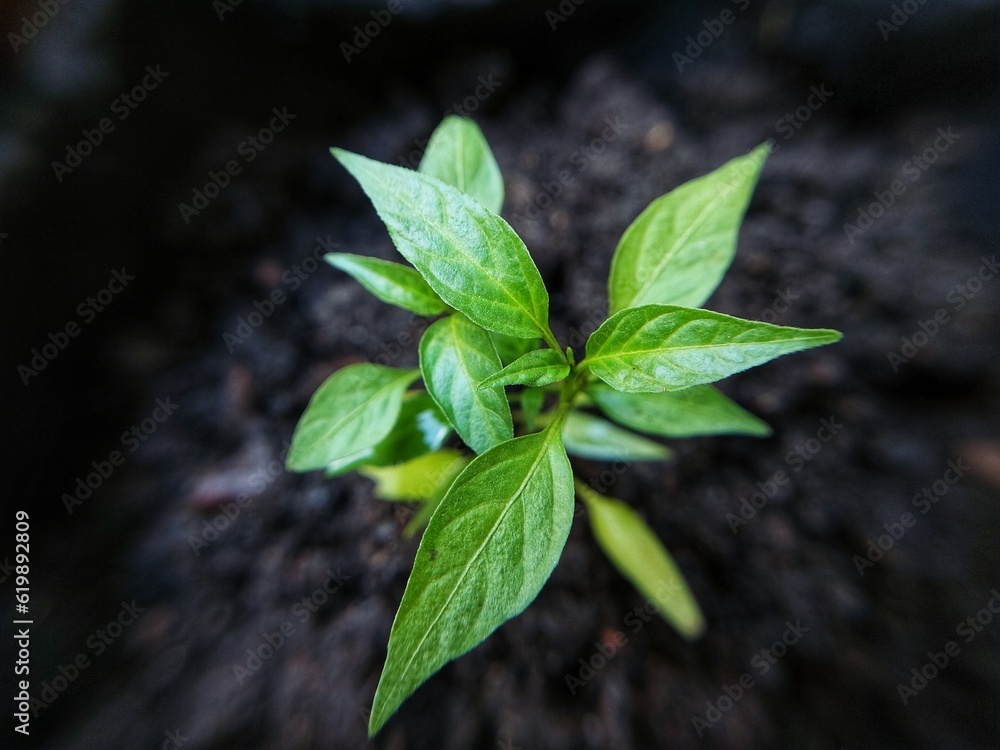 Capsicum annuum is a species of plant in the genus Capsicum (chilli or ...