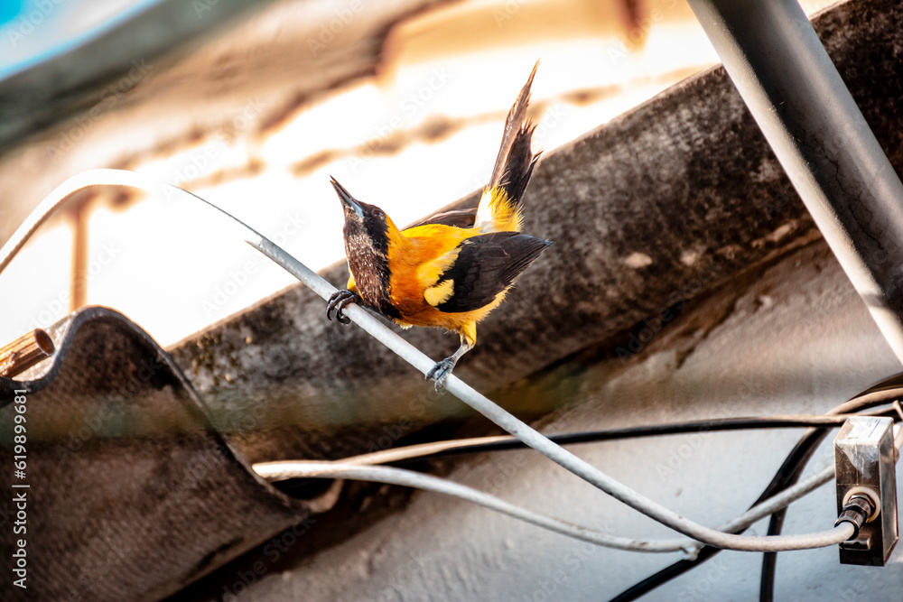 bird singing on the roof of a house. small yellow bird with black wings ...